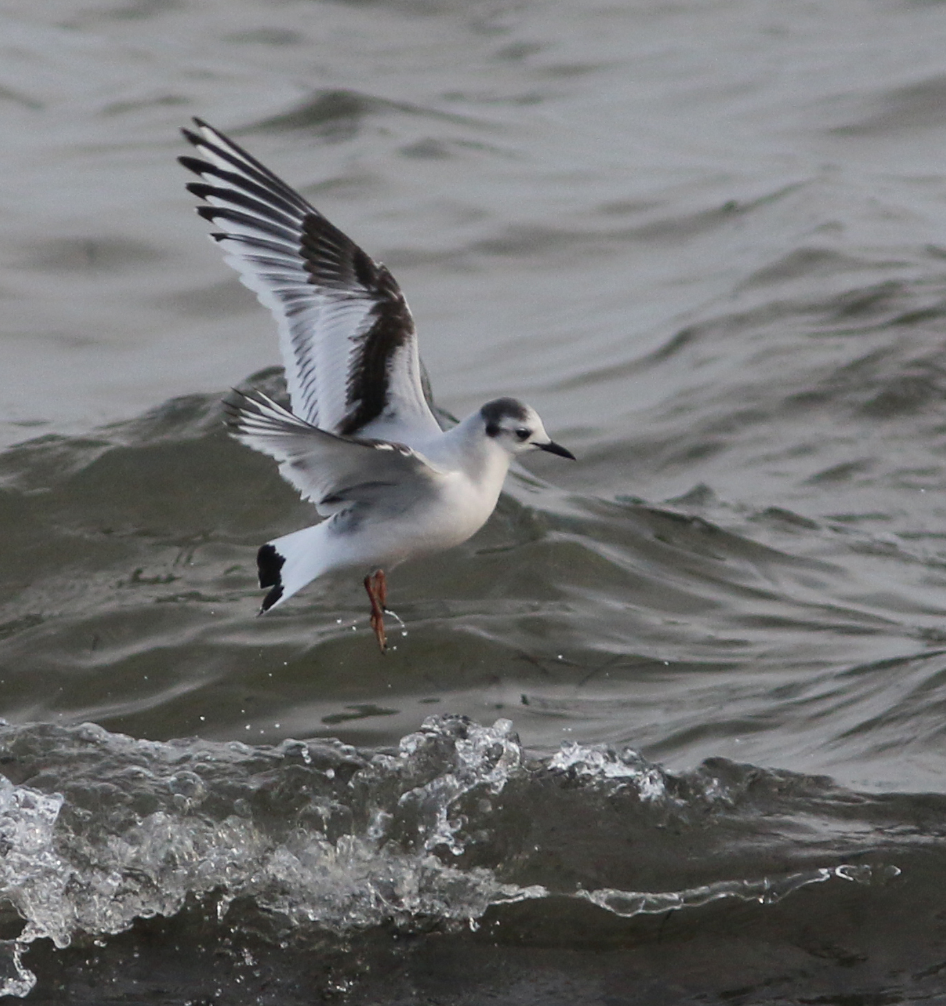 Kerry Birding: Another Little Gull at Rough Pt.