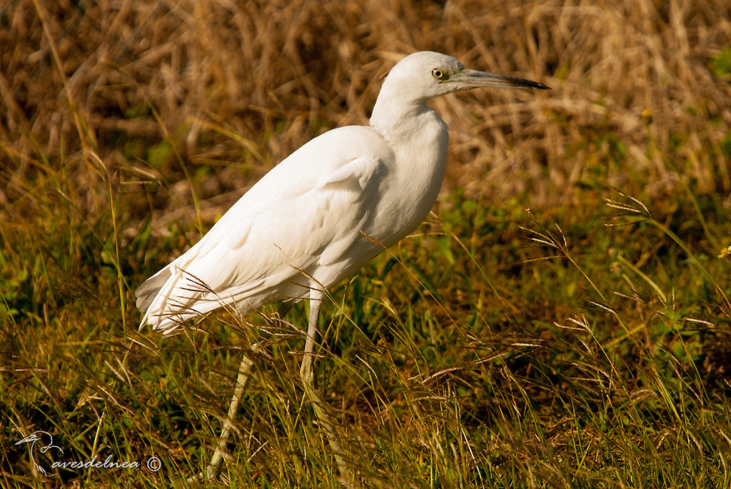 Aves del Nea: Garza Azul - Egretta caerulea (Linnaeus, 1758) Little ...