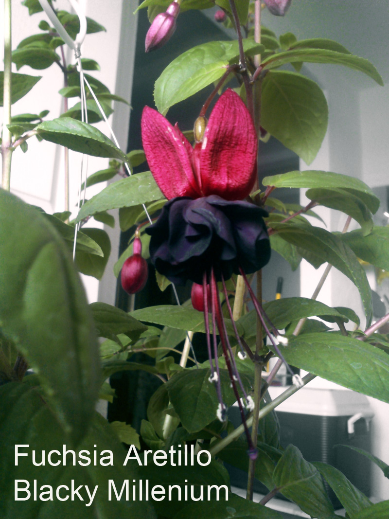 aretillo sebastopol desde rusia fucsia polar