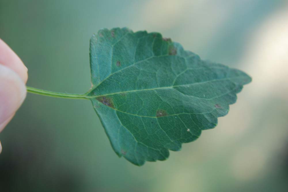 Space Coast Wildflowers: Tosohatchee WMA, November 17, 2011