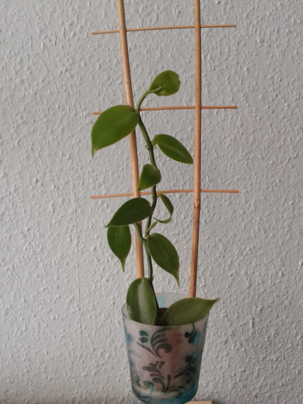 Wanilia (Vanilla planifolia) - wzrost