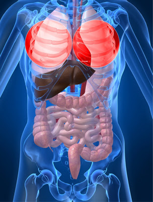 Combatir cancer y otras enfermedades con té de musaro