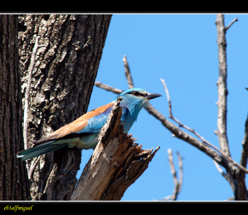 Miguel fotografia: Carraca (Coracias garrulus)