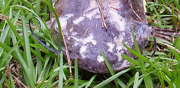 Adventures With Dear Miss Mermaid Child Of The Planet: Zombie Catfish