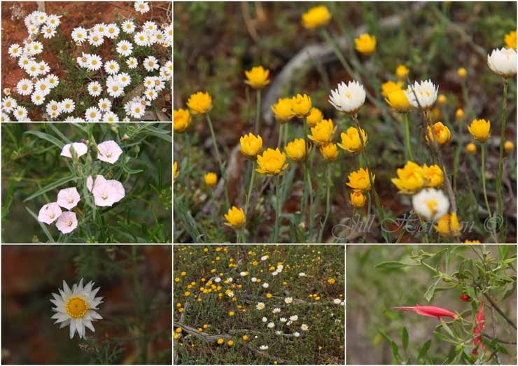 Life Images by Jill: Rock formations and wildflowers in the Gawler ...