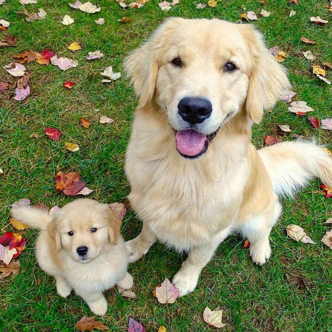 Cute dogs - part 203 (50 pics) | Amazing Creatures