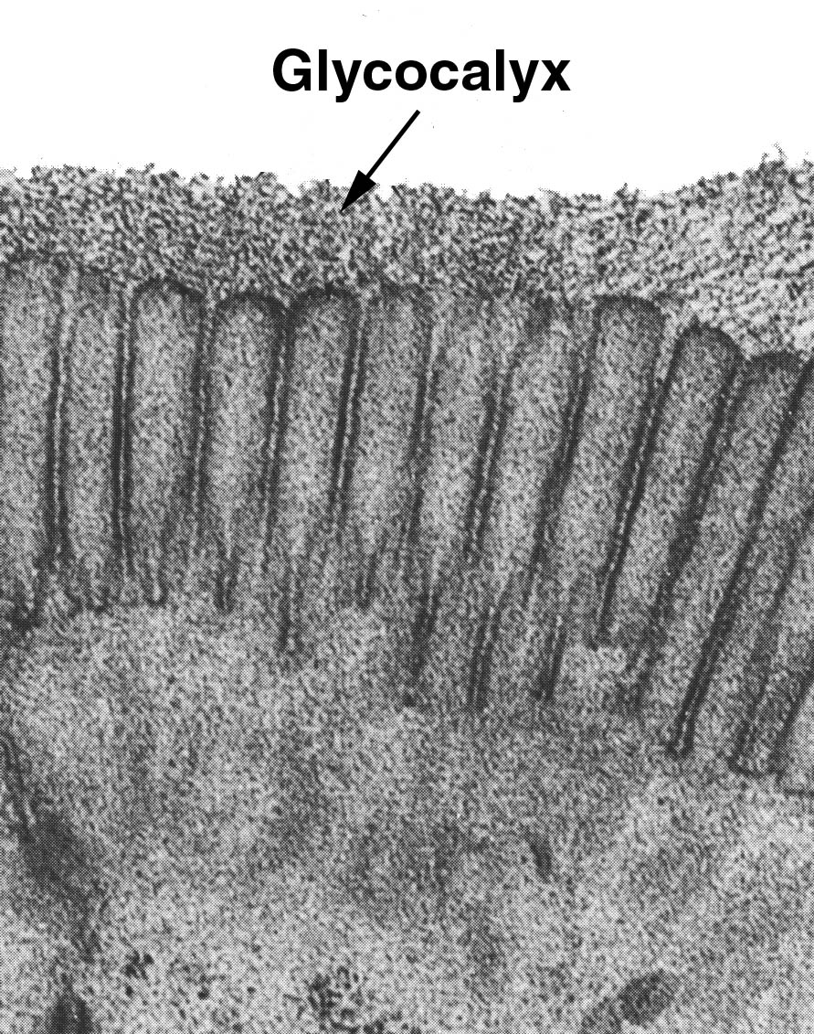 El Universo Bajo el Microscopio: Glucocalix