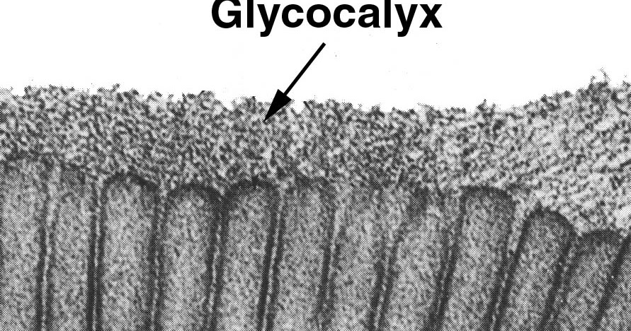 El Universo Bajo el Microscopio: Glucocalix