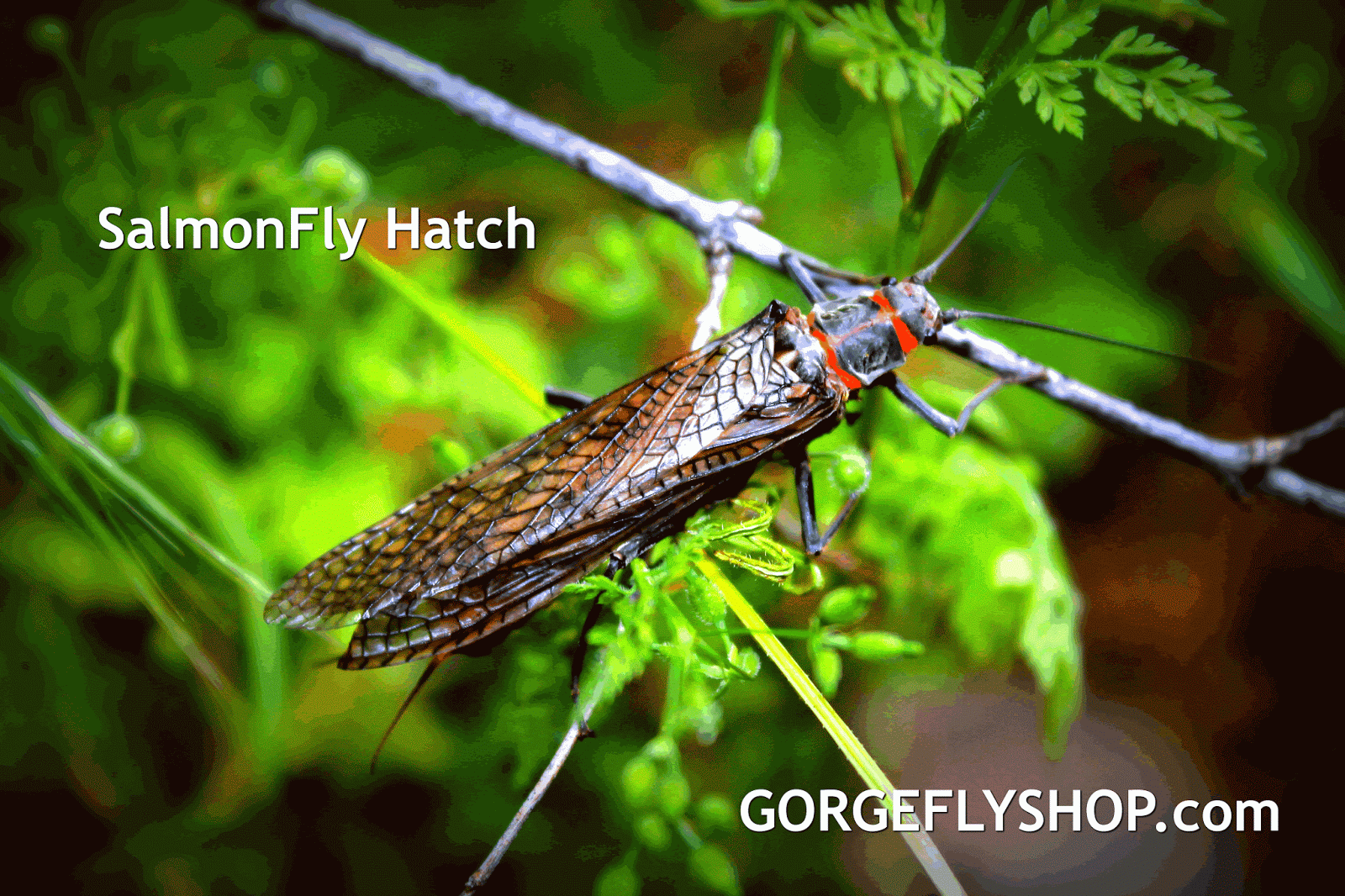 Gorge Fly Shop Blog: Fly Fish the Salmonfly Hatch