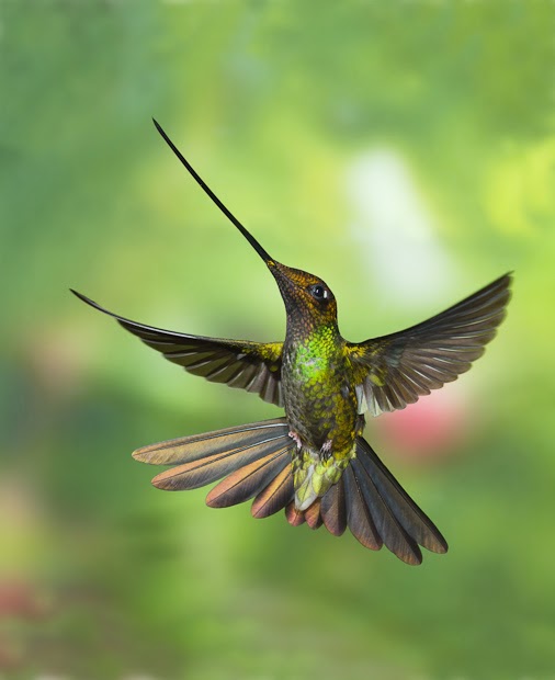 Colibrí de pico de espada (Ensifera ensifera)