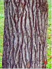 10 Jenis Tanaman Langkah di Indonesia