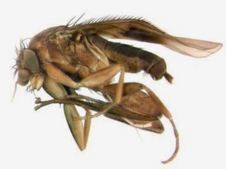 Biodiversity Science: Discoveries of the week