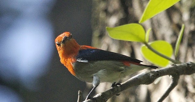 Kicau Burung: Burung Cabe Jawa