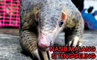 Nasib Malang Si Tenggiling ~ I Luv Info