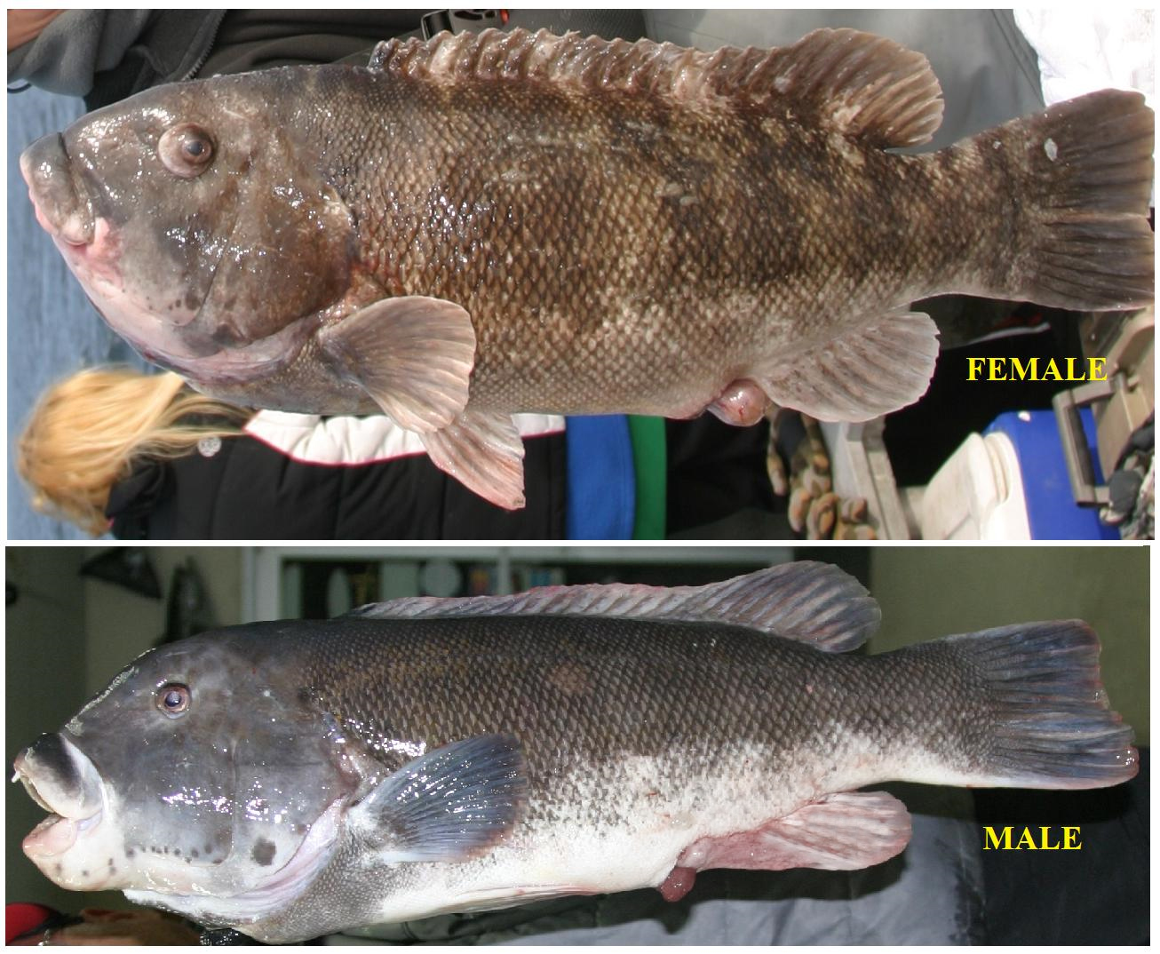 FISHING BLOG: FISH SPECIES BIO: Blackfish (Tautoga onitis)