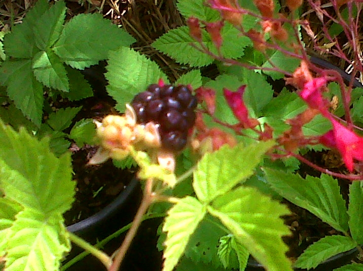 GAIA CREATIONS: Berries, Trellising and Harvest