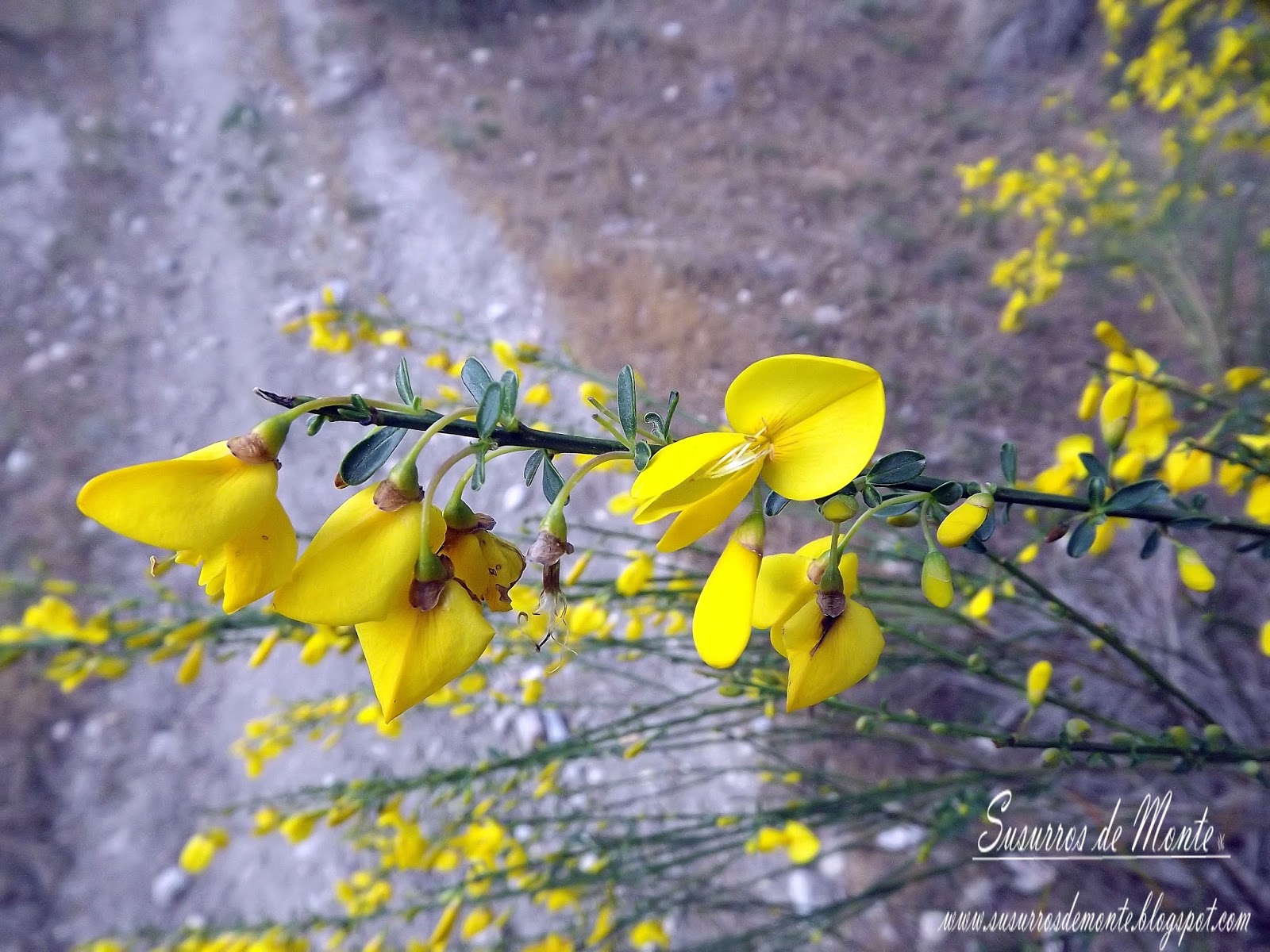 Susurros de Monte: Retama negra (Cytisus scoparius)