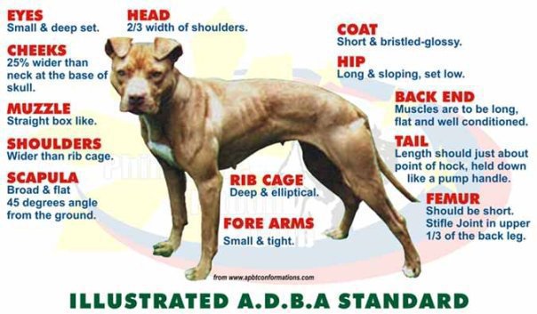 Info Pit Bull (Material Historico-Informativo): Estándar oficial del A ...