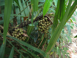 Sharon M. Himsl - Shells, Tales and Sails: Y is for Yantok: Yummy ...