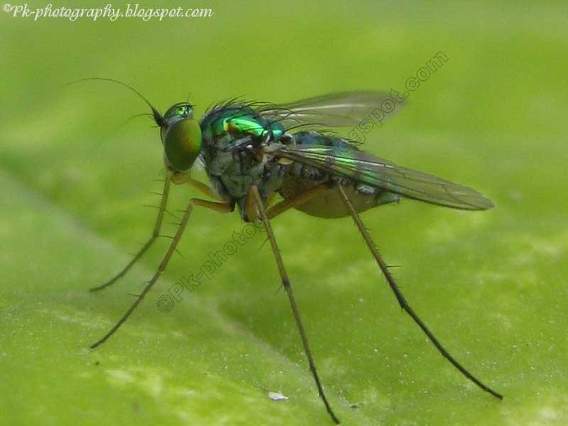 Long-Legged Fly | Nature, Cultural, and Travel Photography Blog