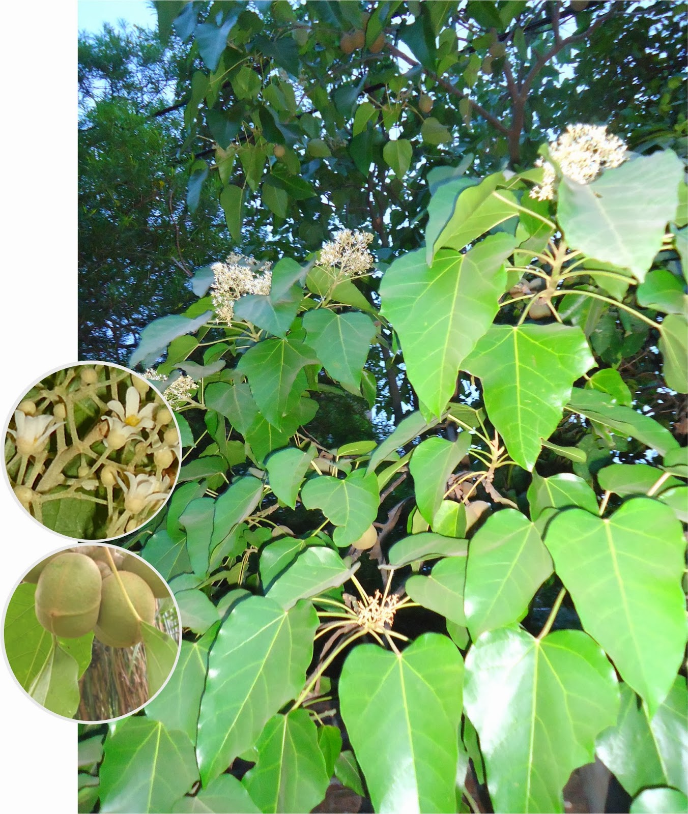 v e r d e c h a c o: Nuez de la India