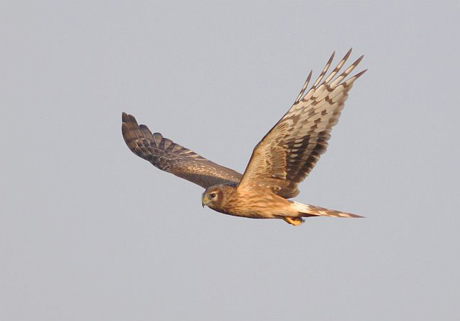 Another Bird Blog: Rare As Hen's Teeth