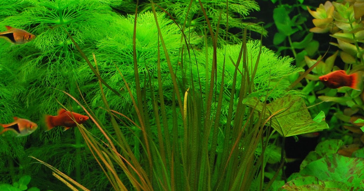 Blyxa Genus | Indonesian Forest