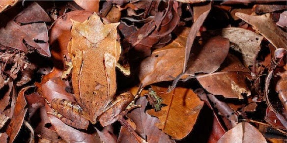 THE MALAYAN LEAF FROG - Megophrys nasuta |The Garden of Eaden