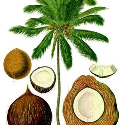 Coconut Tree: The Tree of Life - Stunning Interesting Facts