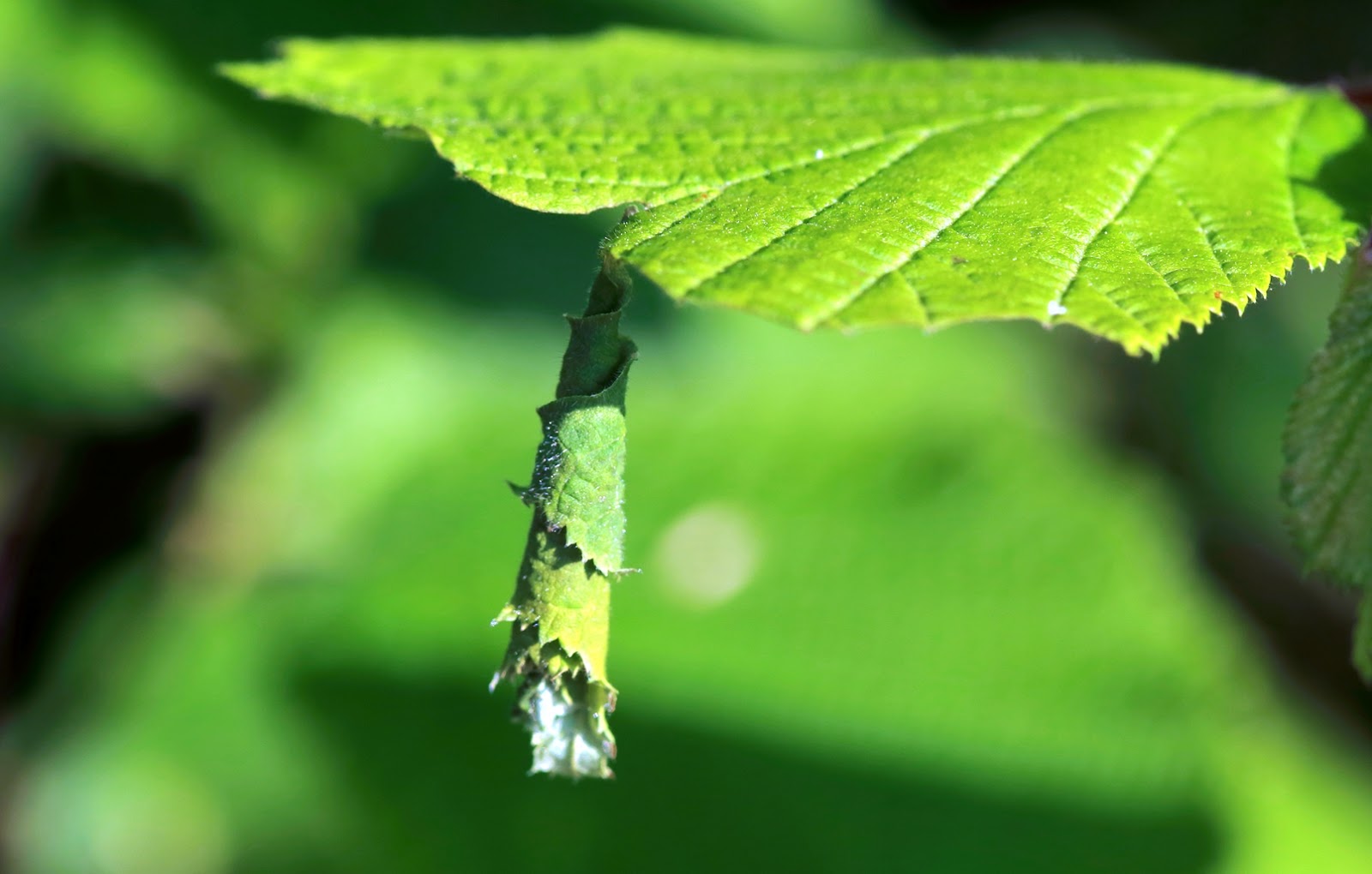JJ's Photographic nature blog: Watch out for the Billy Witches...