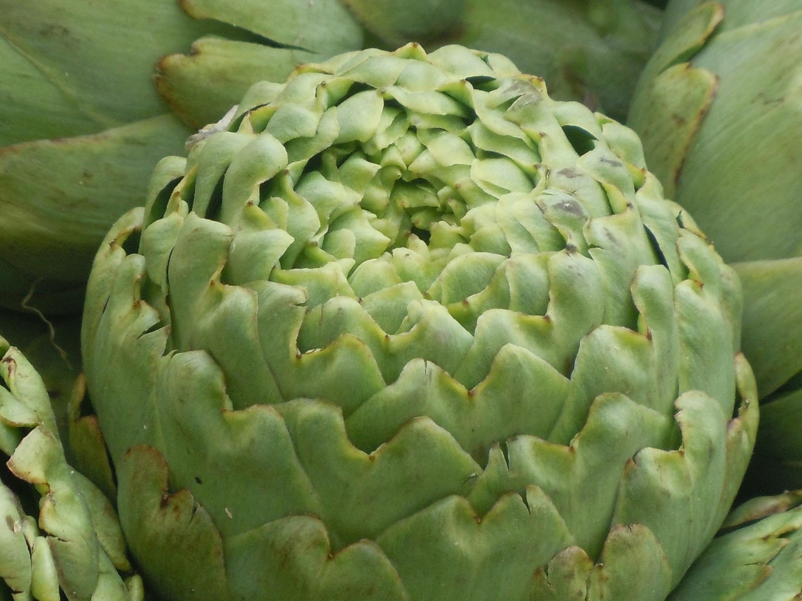 LAS ALCACHOFAS TOMAN LA RAMBLA | Sant Boi Hoy