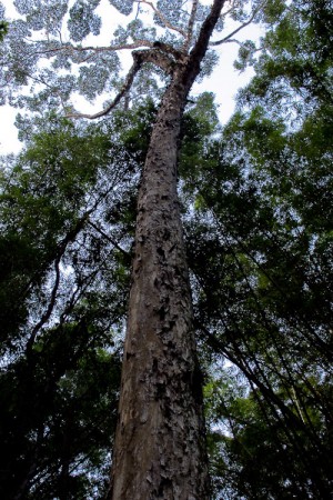 Viveiro Ciprest - Plantas Nativas e Exóticas: Guarajuba ( Terminalia ...