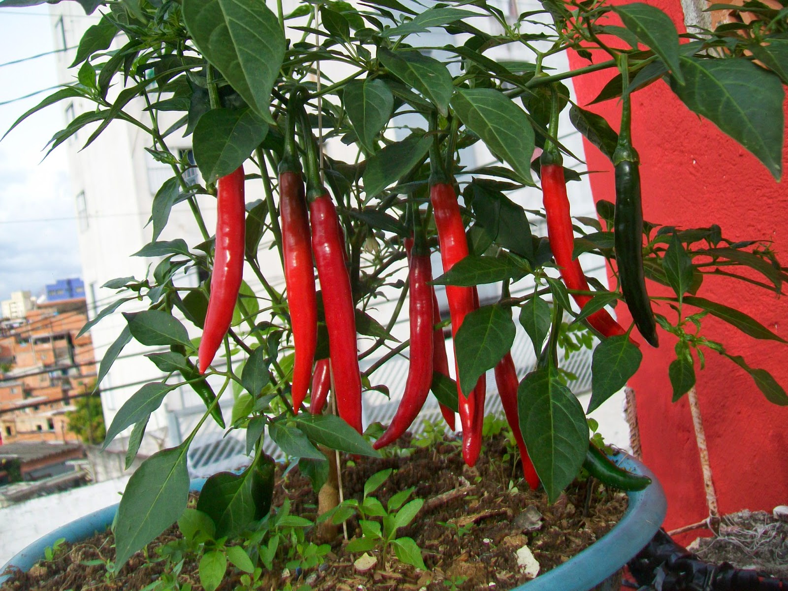Olhar Ecológico: Fotos da Carmencita - meu pé de pimenta cayenne long slim