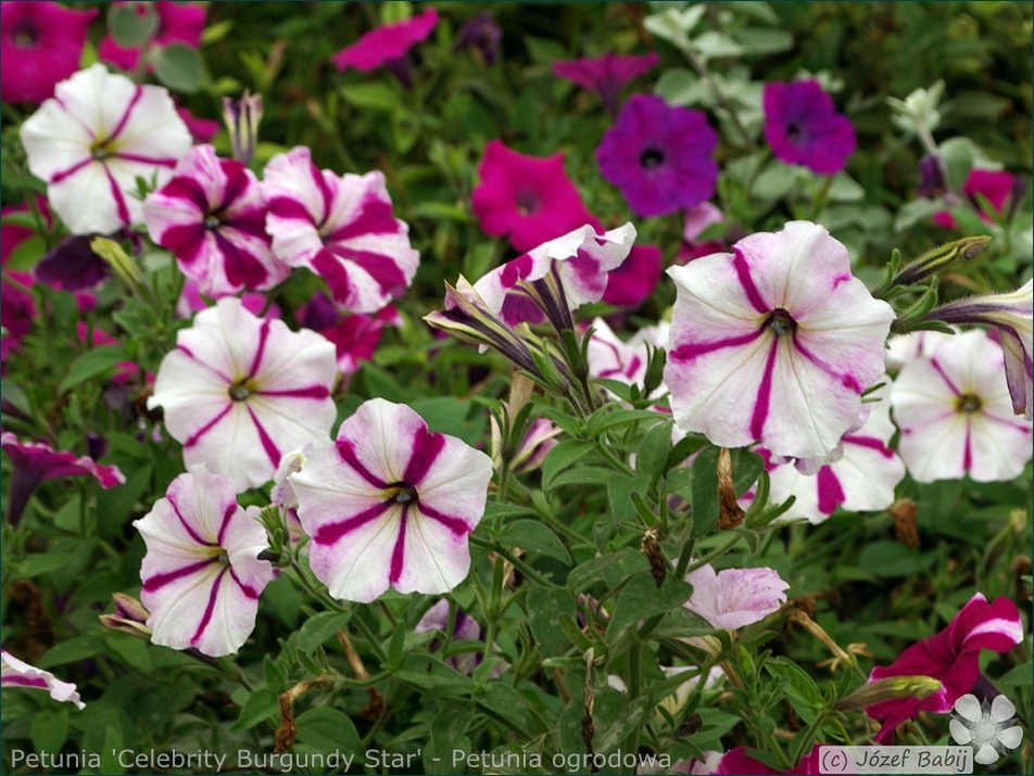Plant Gallery - Encyklopedia Roślin: Petunia 'Celebrity Burgundy Star ...
