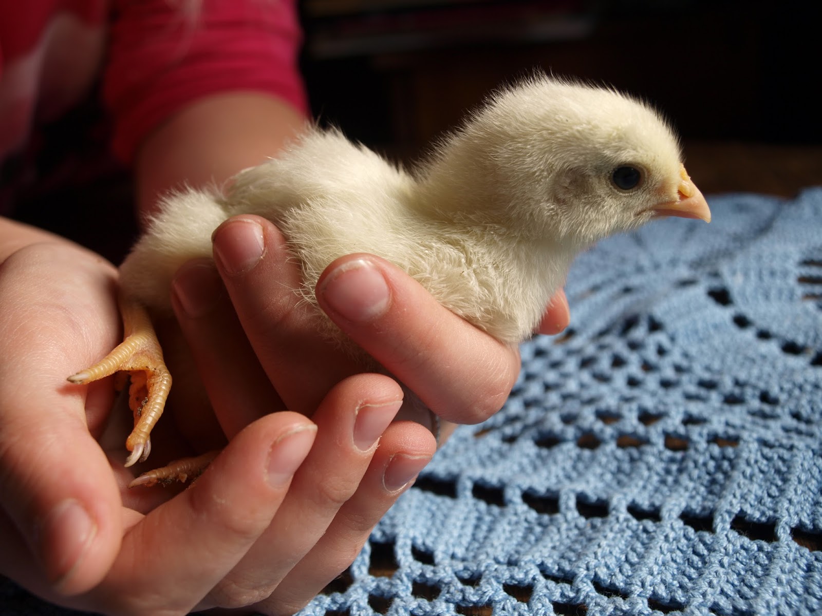 Kummutisahtel: Tibud siin ja tibud seal.