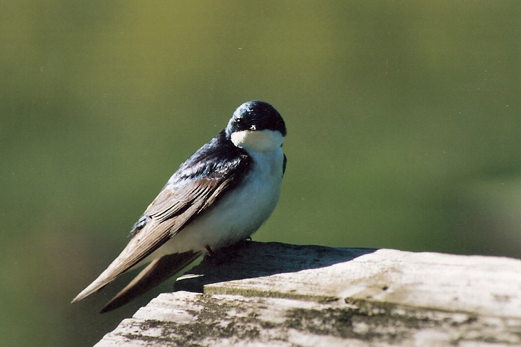 Isabella Conservation District Environmental Education Program: Native ...