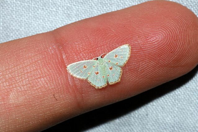 The Mini Moth That's Smaller Than Words on a Page! | Featured Creature