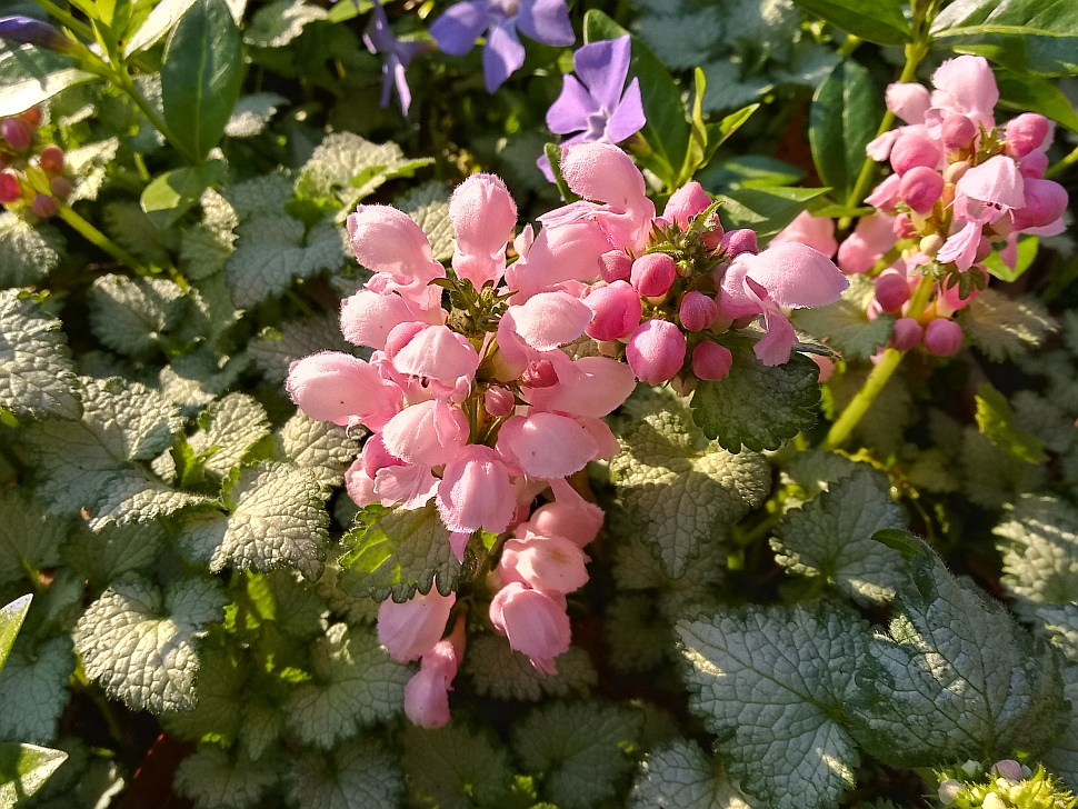 Future Plants by Randy Stewart: Lamium