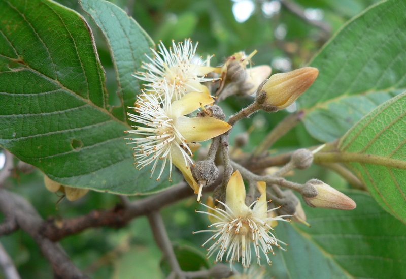 ALAM TUMBUHAN: KELUARGA MERANTI / MERANTIA [Dipterocarpaceae family]