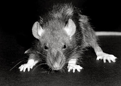 lapaginadebetobuzali: ¡SUPER RATAS MUTANTES!