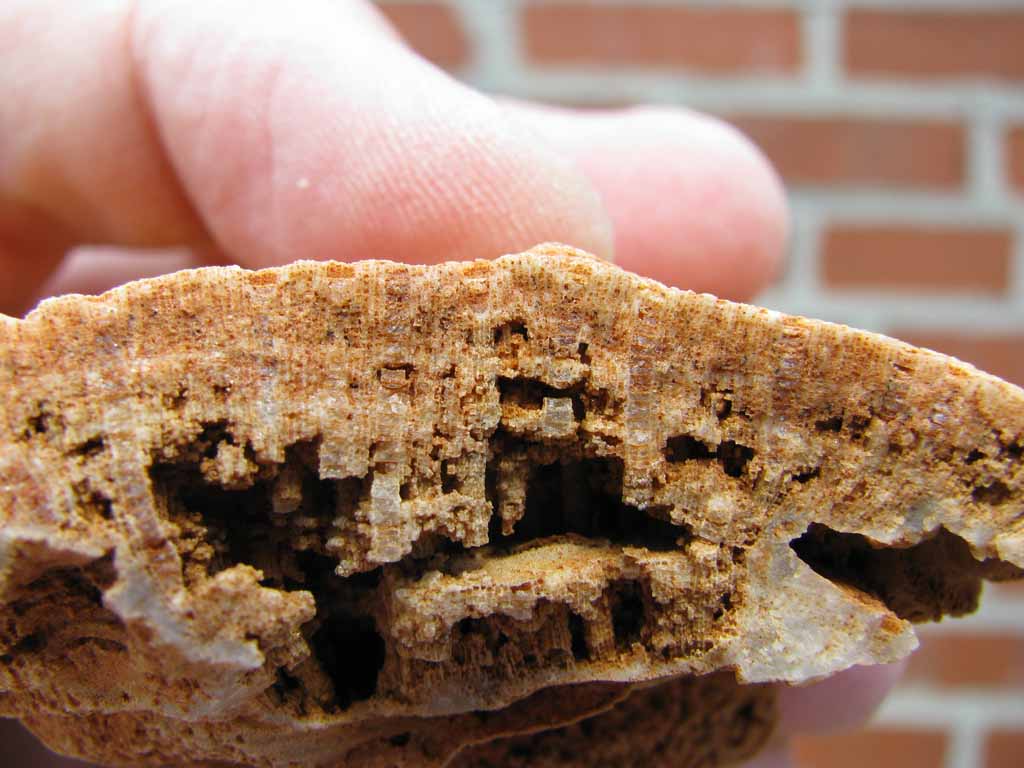 Views of the Mahantango: Heliolites from the Louisville Limestone