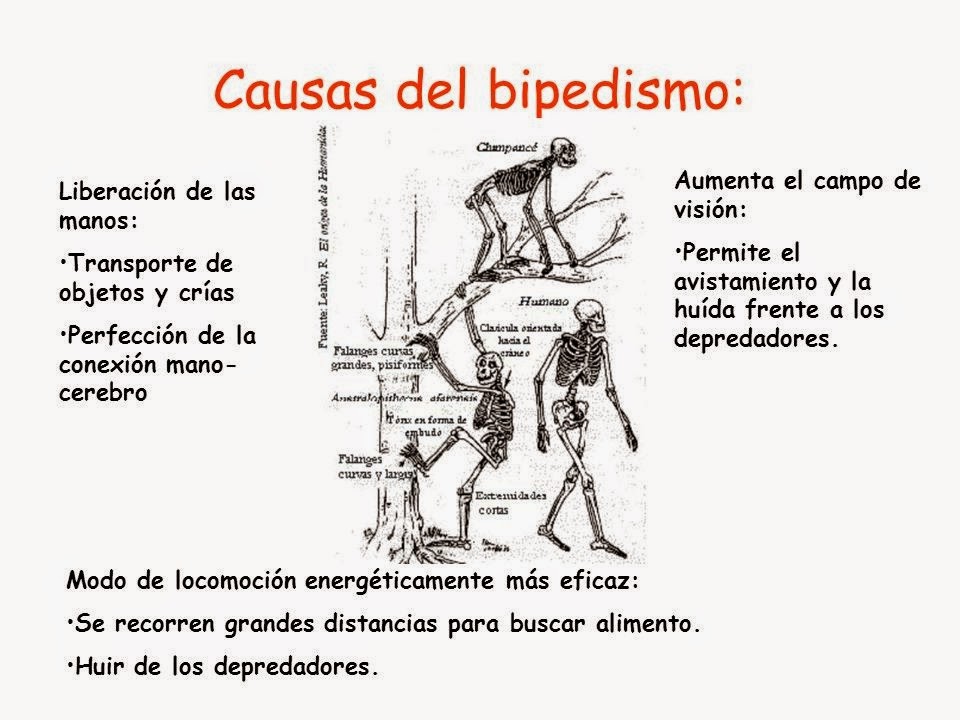 Evolución Humana: La selección natural pudo haber favorecido el ...