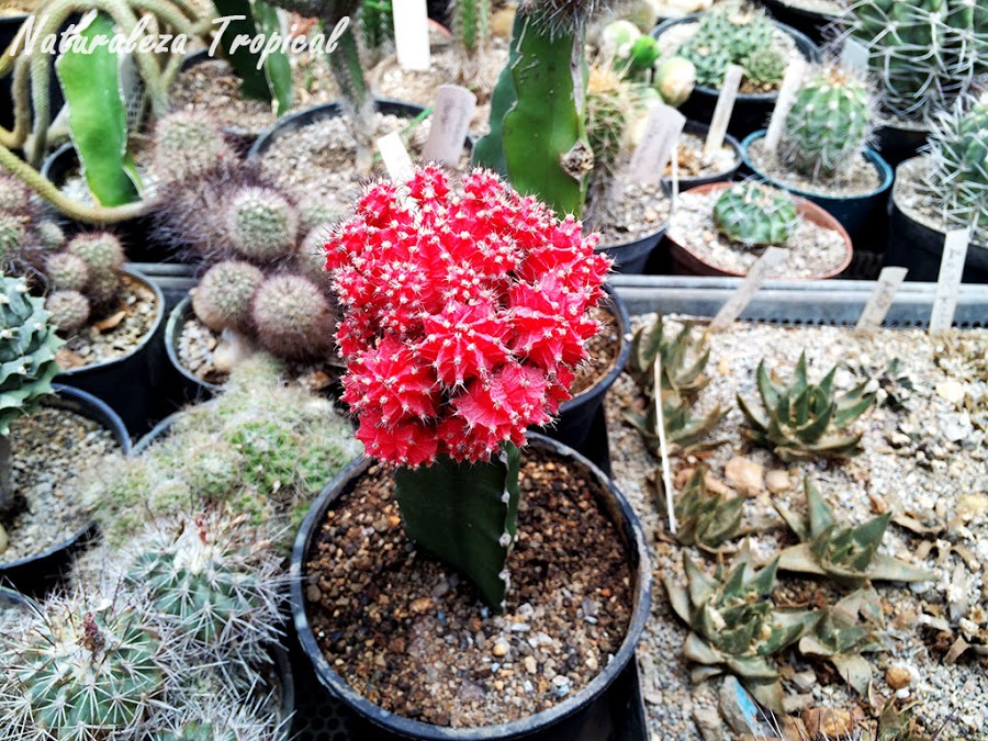 Mi Remanso De Paz : Cómo Crear Y Mantener Una Colección De Cactus