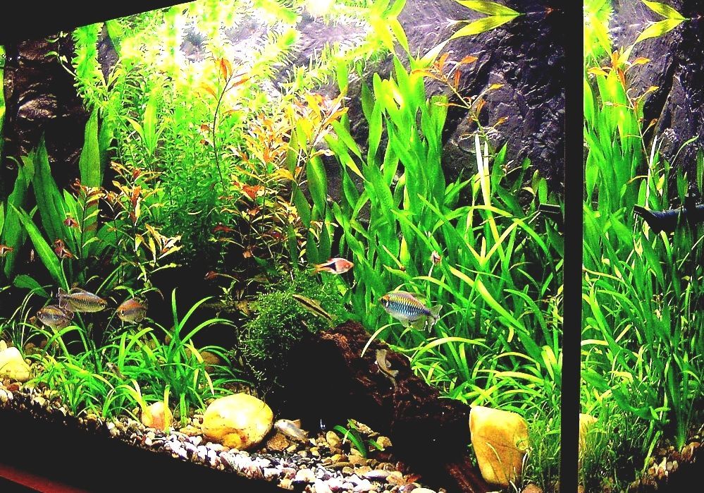 List Of Freshwater Aquarium Fish Species - Aquariam Fish