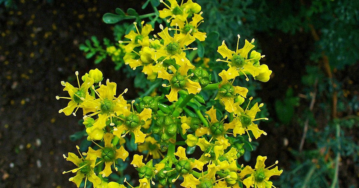 ¿Para qué sirve la ruda y cuáles son sus propiedades? - Remedio Natural