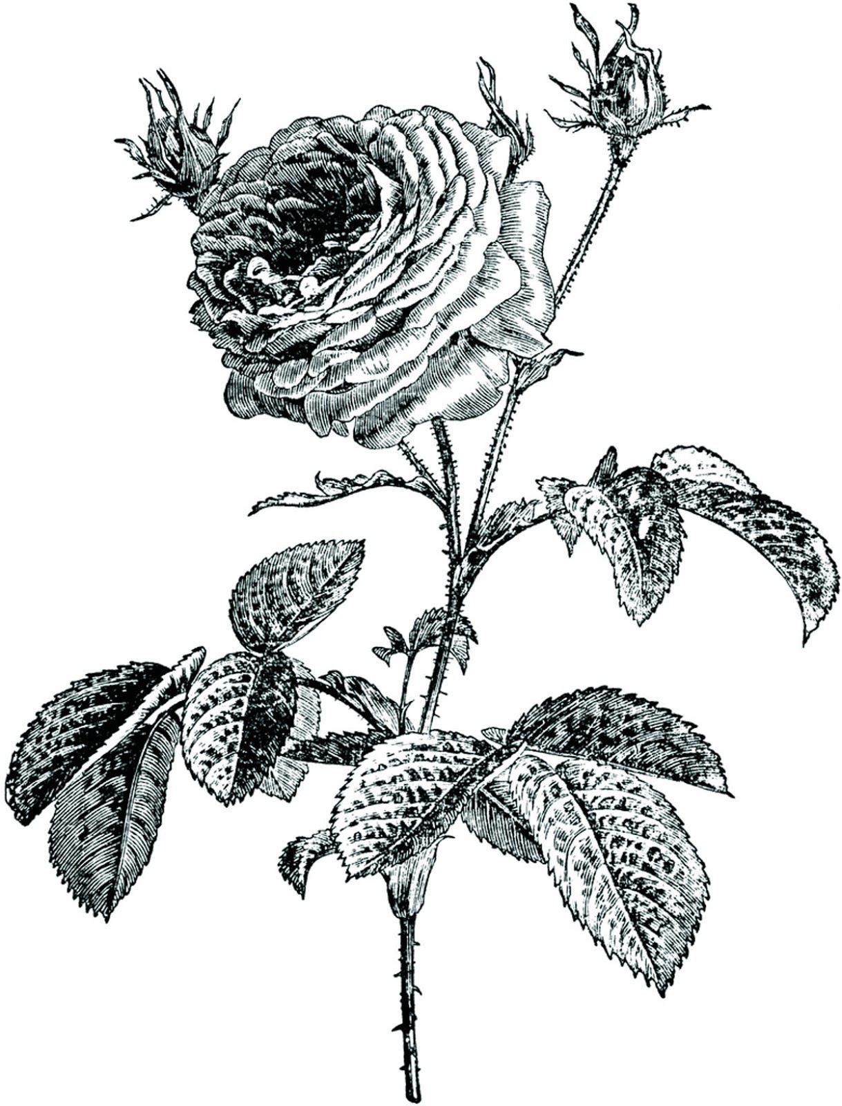 **FREE ViNTaGE DiGiTaL STaMPS**: FREE Digital Stamp - Sweet Rose Flower