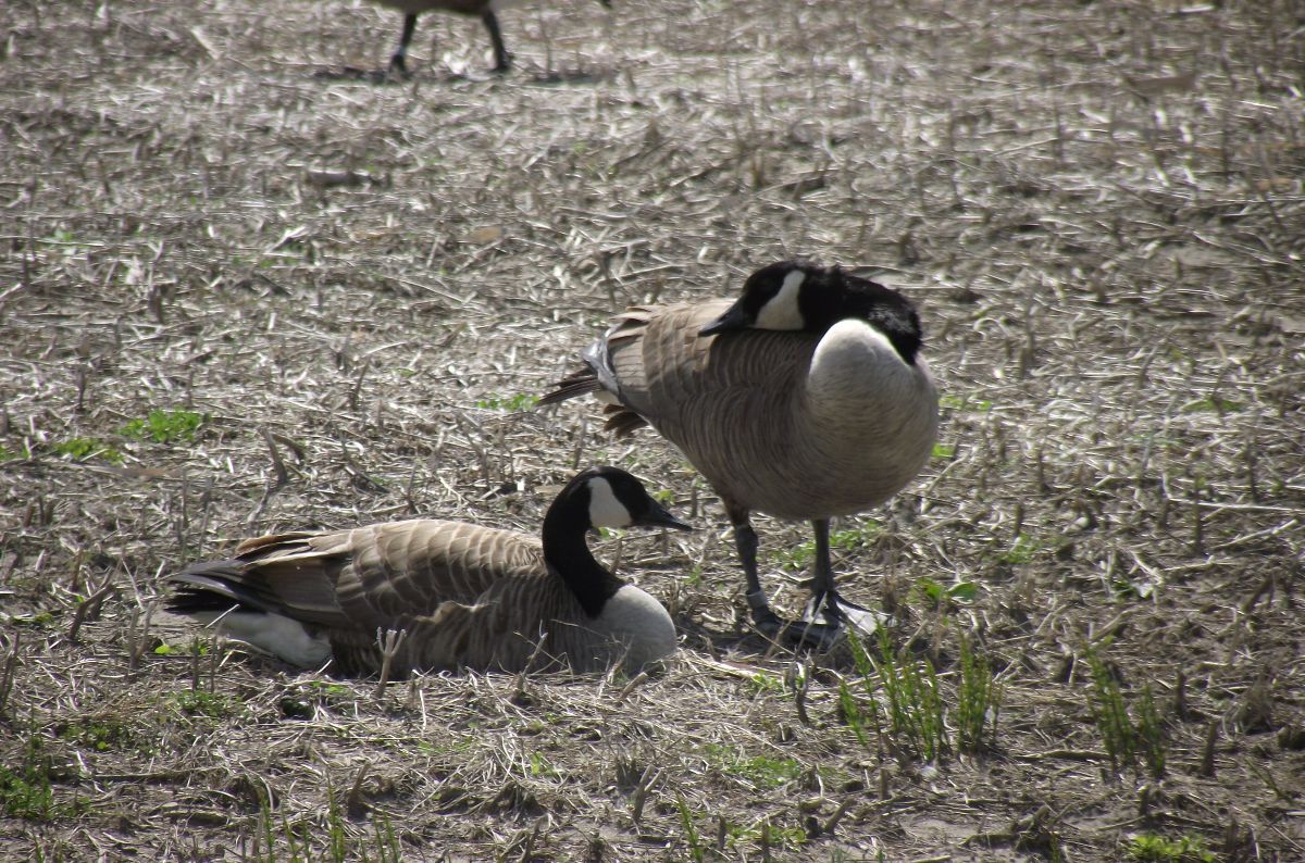 Blog de chasse au chevreuil à l'arc: Les outardes pondent leurs oeufs
