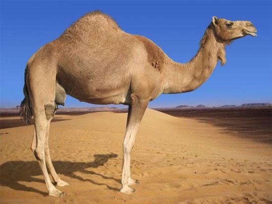 8 curiosidades surpreendentes sobre os camelos