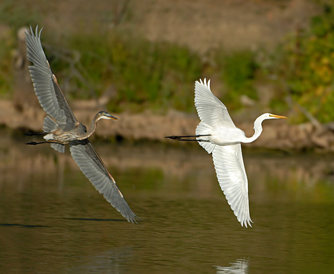 Bellas Aves de El Salvador: Ardea herodias (garza ceniza o azulada ...