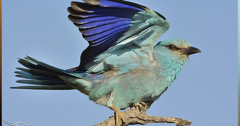 WILDLIFE GATEWAY: Les Plus Beaux Oiseaux de France, Marc Duquet